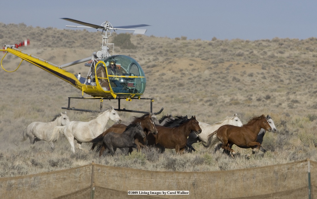 Save the Mustangs: Photos of BLM Roundups