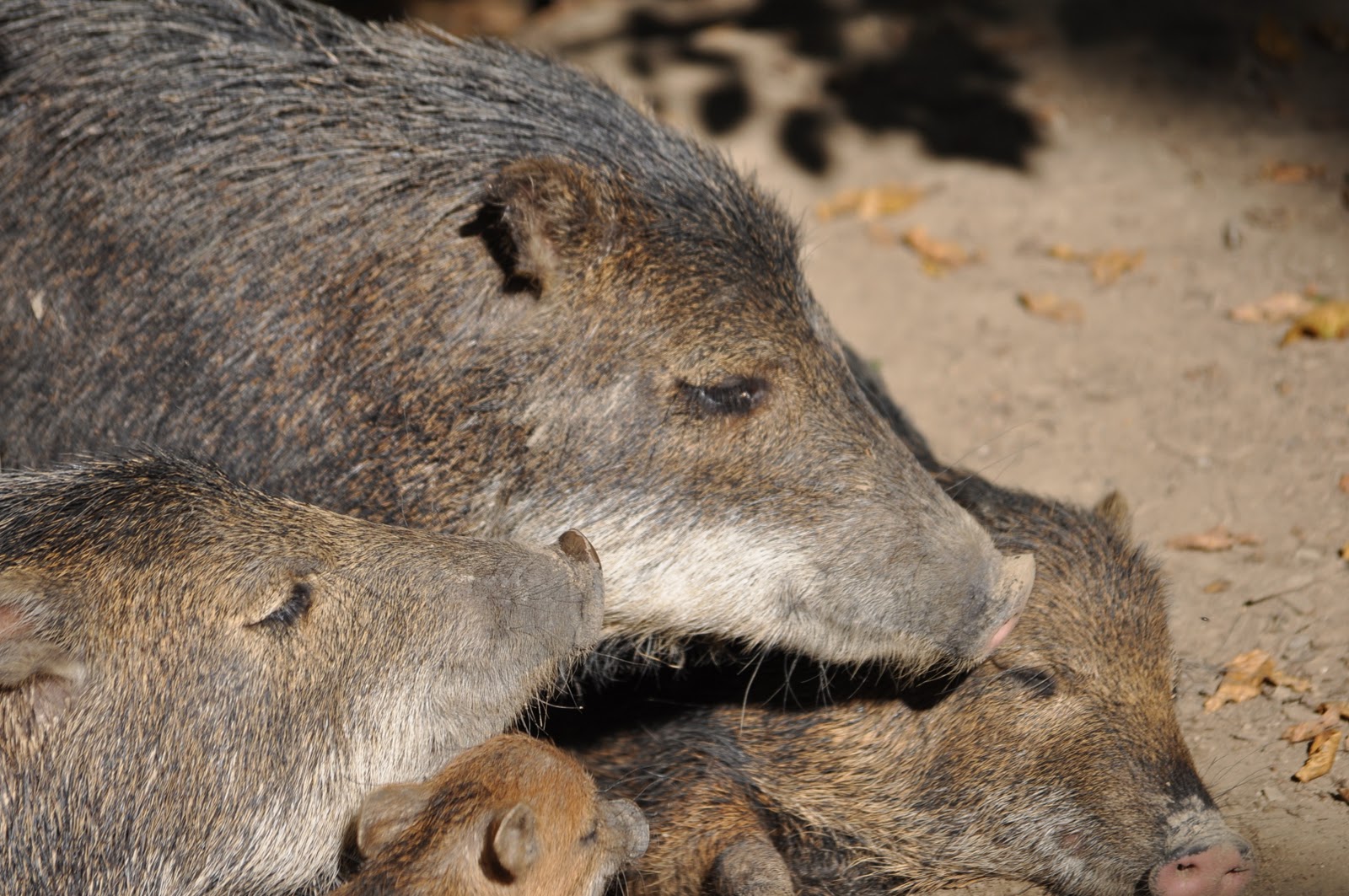El ojo del buitre: Pecarí labiado (Tayassu pecarí)