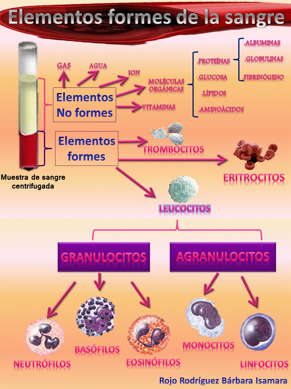 Fisiología humana: "Elementos formes y no formes de la sangre"