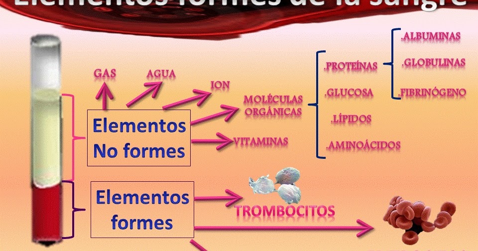 Fisiología (Portafolio de evidencias) : "Elementos formes y no formes ...