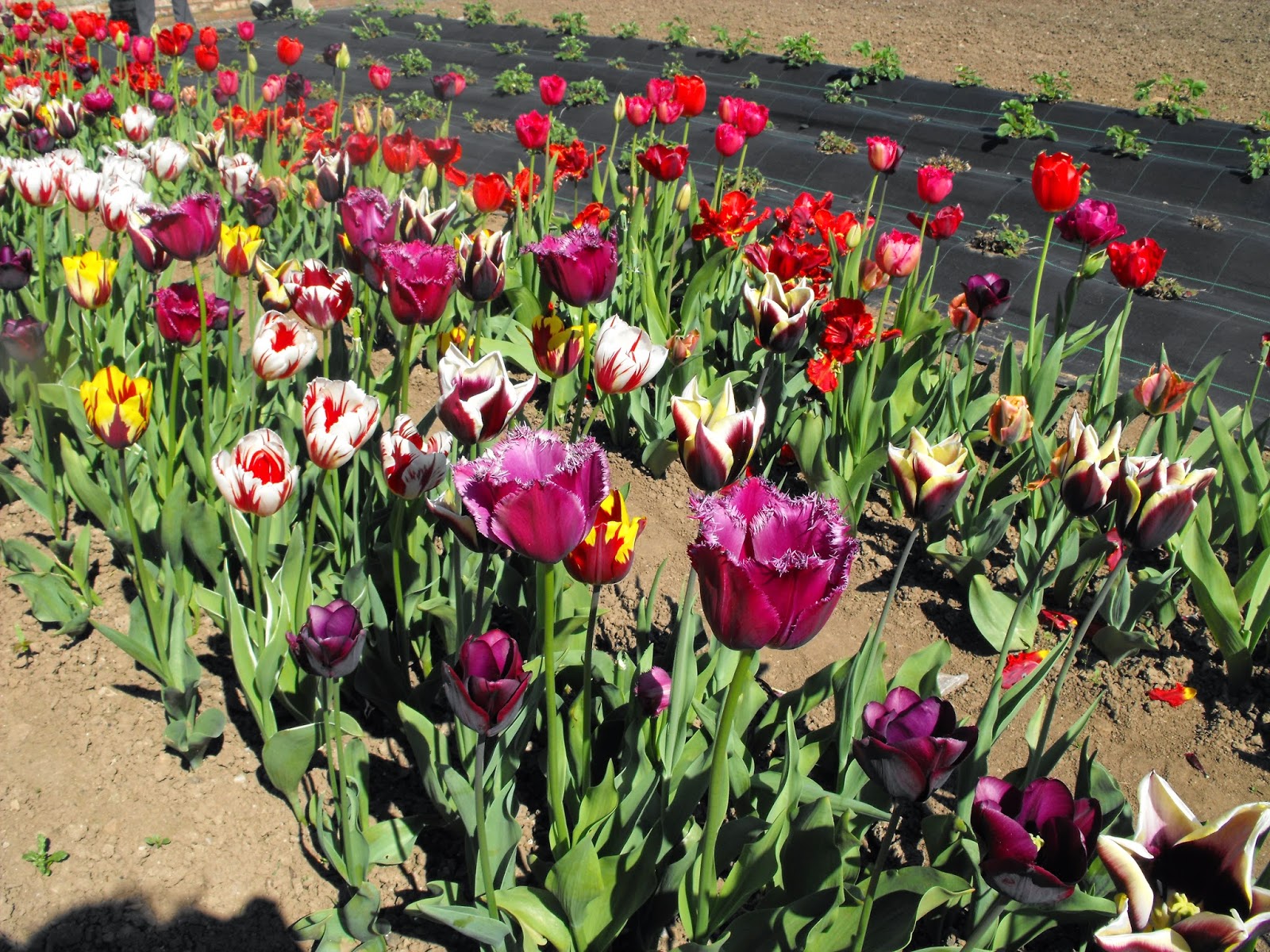 Codlinsandcream2: Tyntesfield House Updated