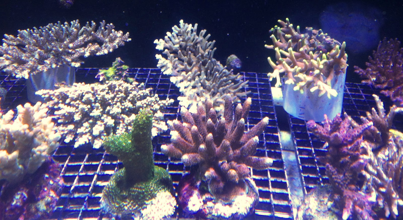 Mr Reef Tank: What are SPS corals
