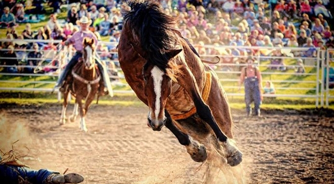 Muere un caballo en un rodeo en Nueva Jersey - Ecomundo
