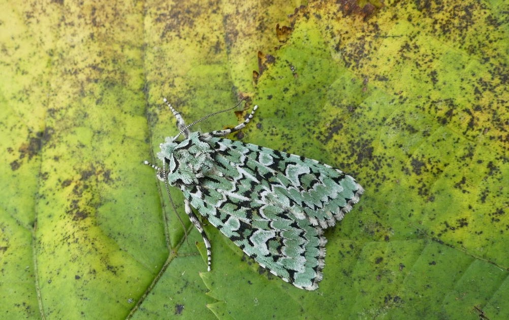 East Sussex Wanderer: Some October Moths