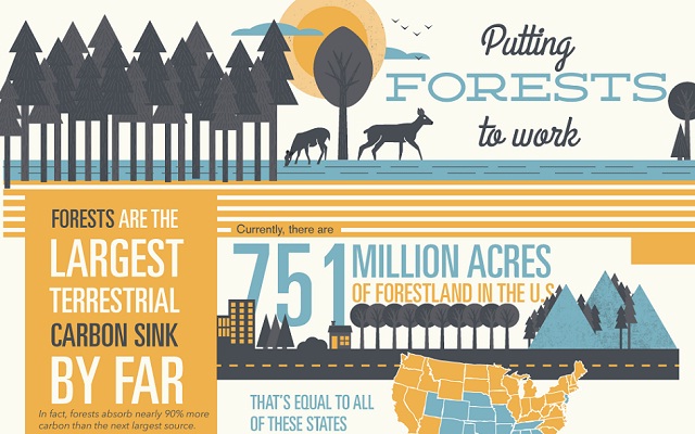 Putting Forests to Work #infographic - Visualistan