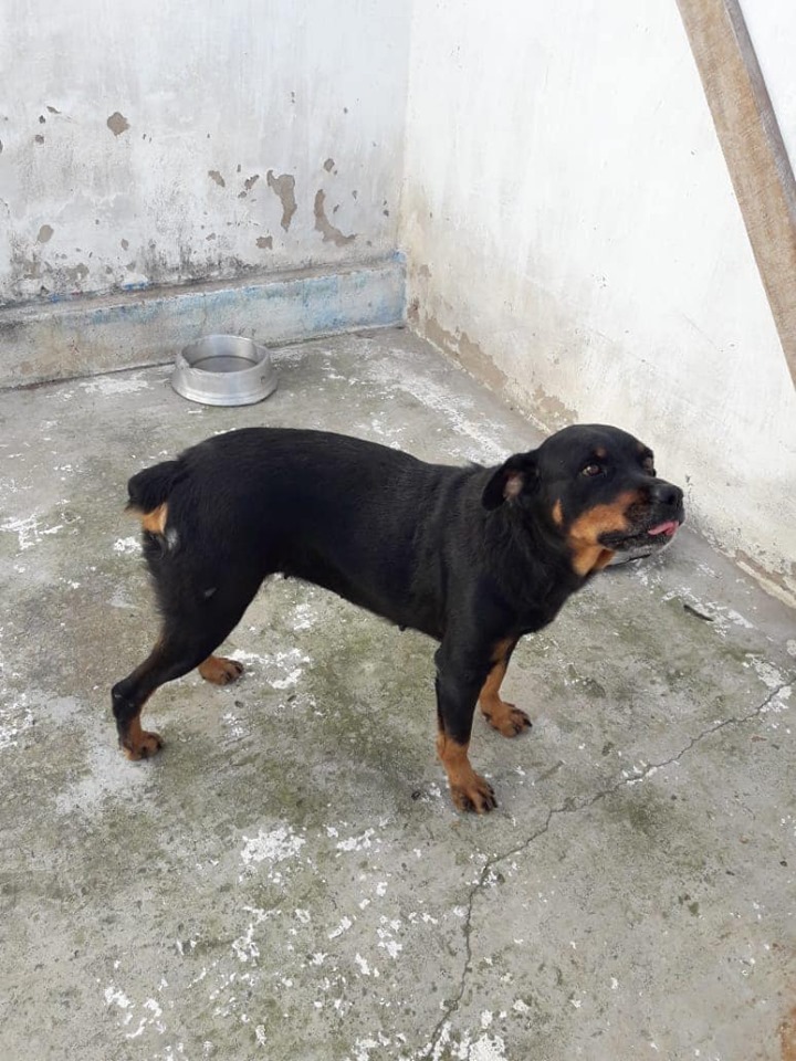 GRUPO SOLAR: LINDO CASAL DE ROTTWEILER PARA ADOÇÃO RESPONSÁVEL