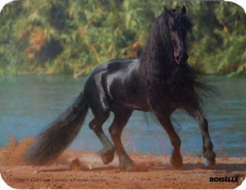 Min hverdag med Silke S.: Frieser hesten