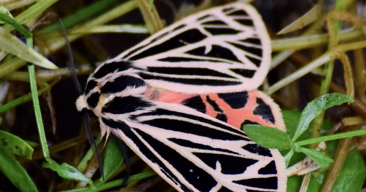 VT Bug Eyed: Vermont Moth Blitz 2021