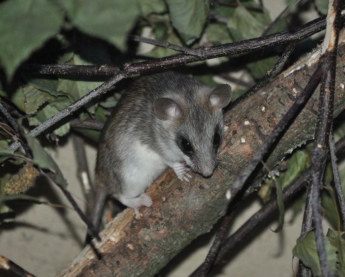 ZOOTOGRAFIANDO (6.096 ANIMALS): RATA ARBORÍCOLA / ACACIA RAT (Thallomys ...
