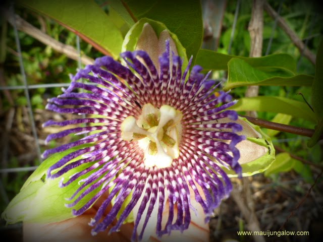 Maui Jungalow: Jamaican and Regular Liliko'i