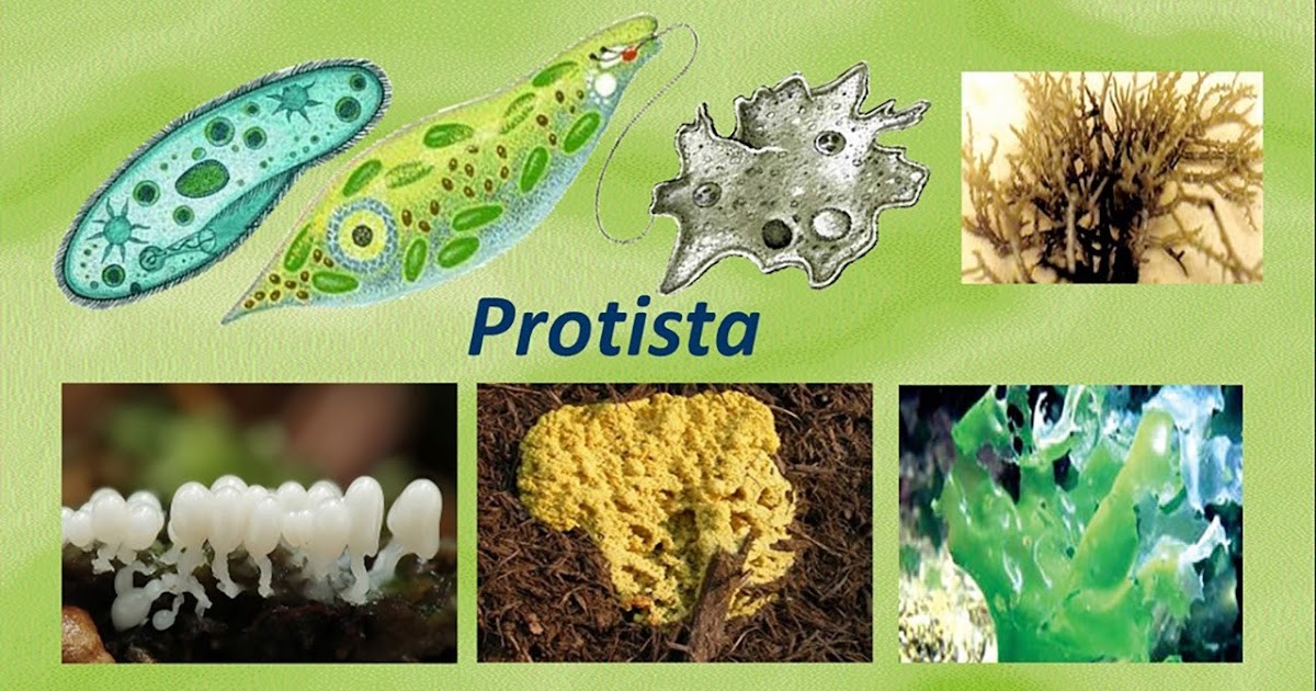 Protista ~ Mikroorganisme