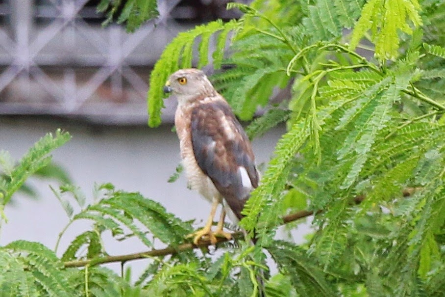 The Common hawk-cuckoo / Papiya