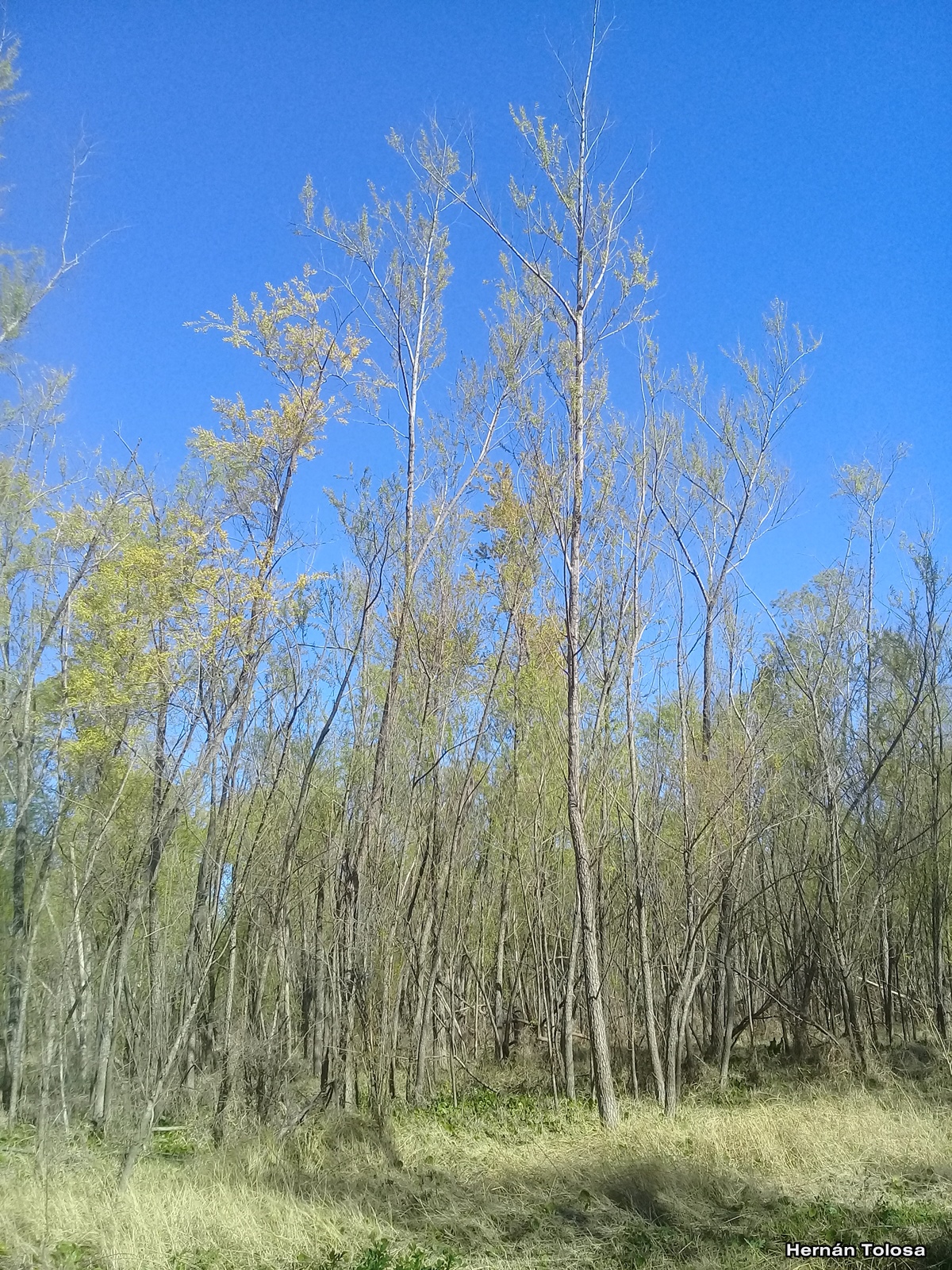 Flora Bonaerense: Sauce criollo (Salix humboldtiana)