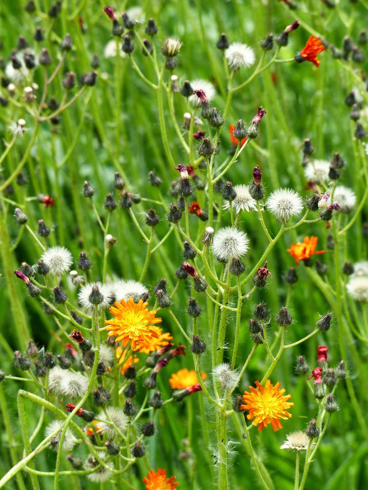 Hieracium aurantiacum | Wild flowers of Europe by Anita Beijer