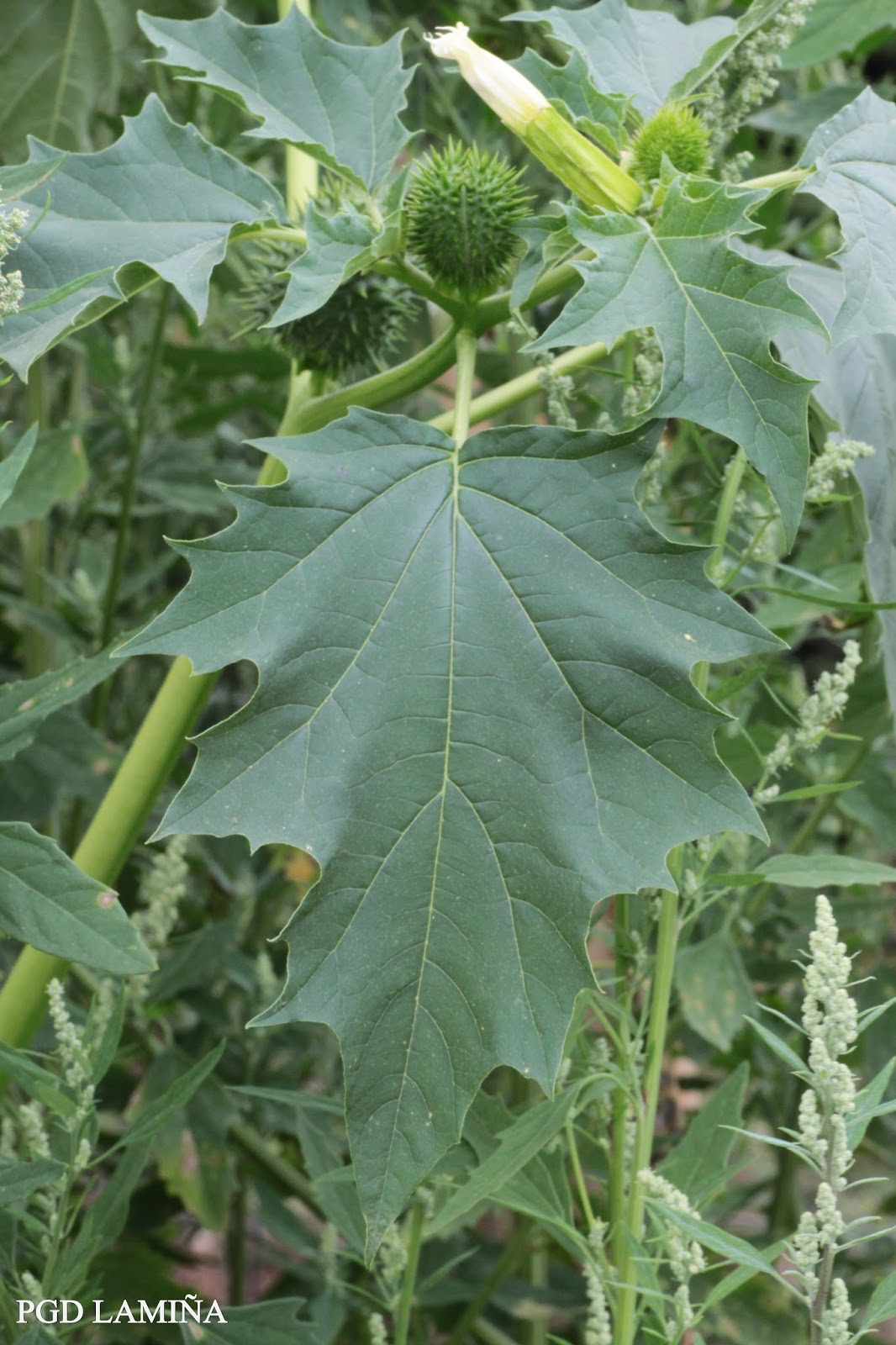 DATURA STRAMONIUM. estramonio o higuera loca.