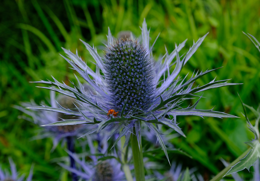 thequacksoflife: Freiston Church and Gunby Hall