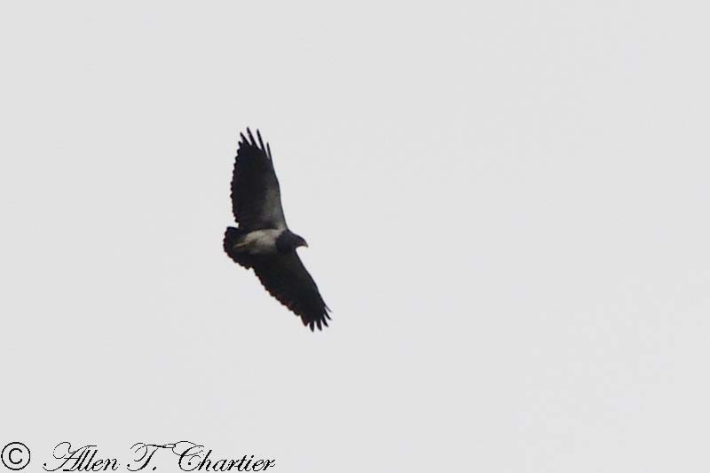 Michigan Hummingbird Guy: November 2018