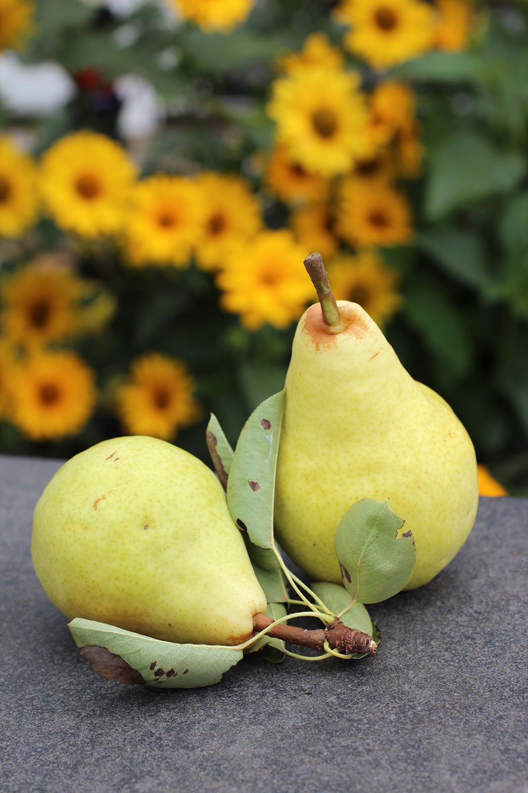 Yellow-House: Williams-Christ-Birne Kompott