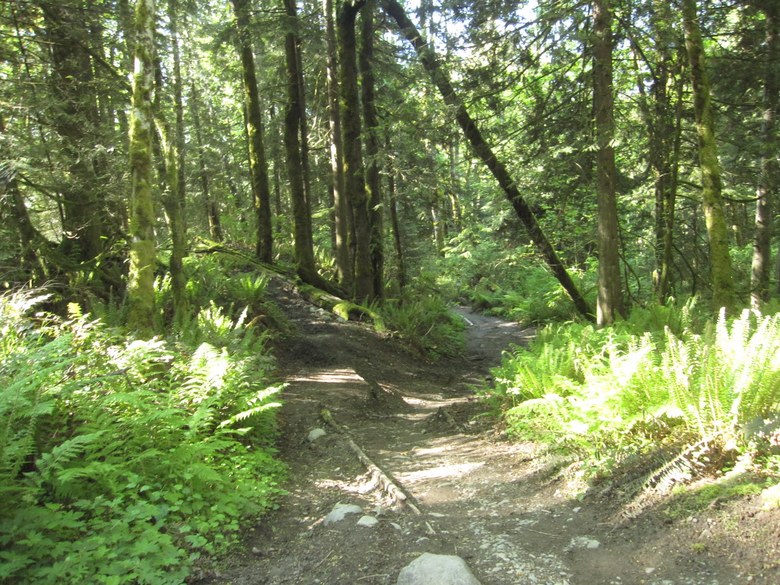 Summit: West Tiger Mountain #3, Cable Line Trail 6/03/2011