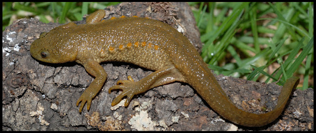 Avesnatura: El Gallipato en España