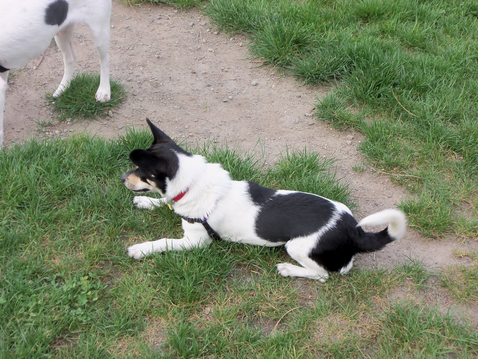 Out & About: Rattie's & other funny small breed dogs