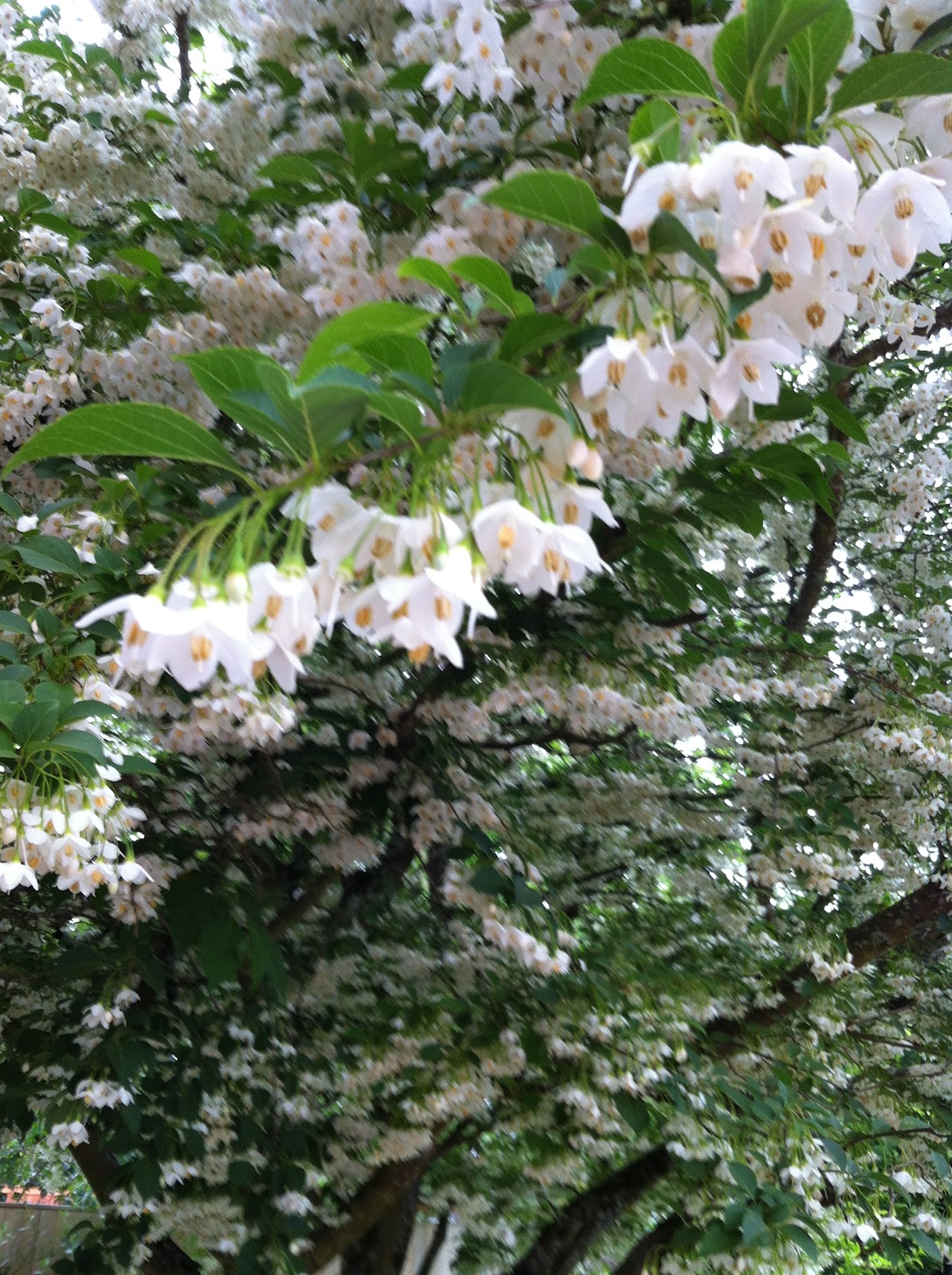 All-Purpose Flower: Japanese Snowbell
