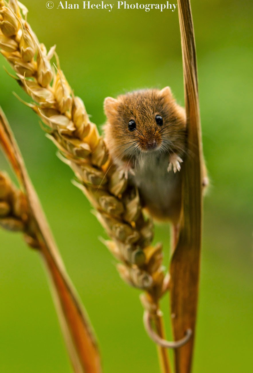 Alan Heeley Wildlife Photography: Harvest Mice