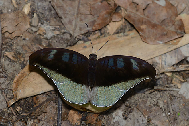 Beauty of Fauna and Flora in Nature: Butterflies @ Kaeng Krachan ...
