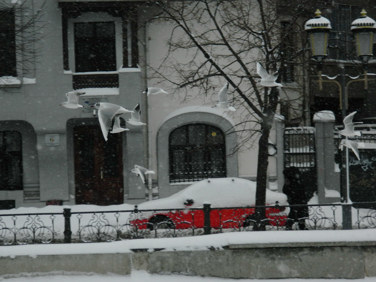 LA MULTI ANI, ROMANIA!: Pasari la raul inghetat