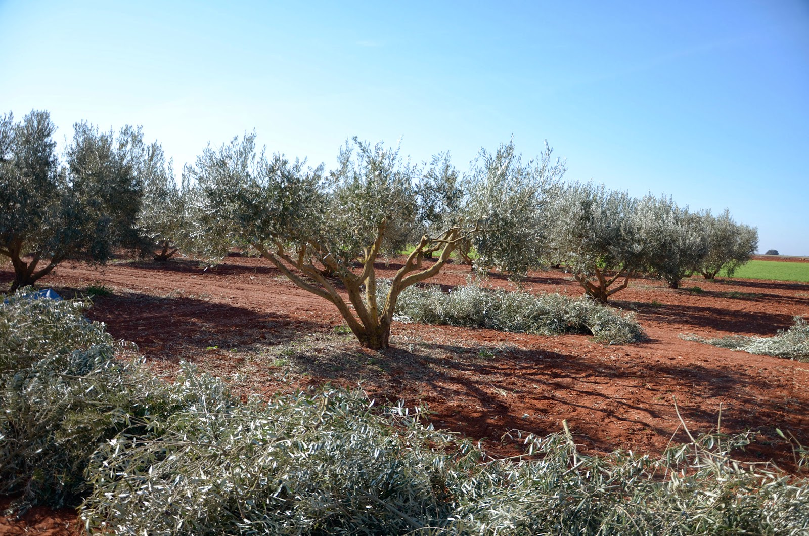 Pruning olive trees: “Without too much wood, the olives will be better ...
