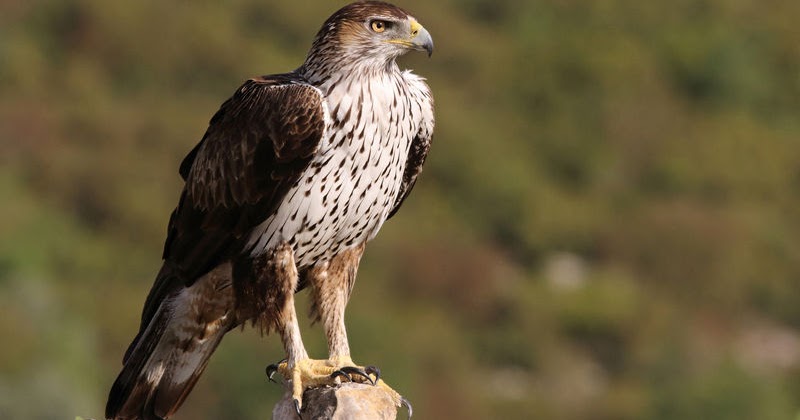 L'un des rapaces les plus menacés de France