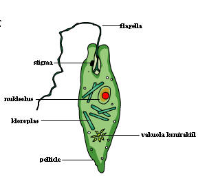 afifahafie: protista seperti hewan