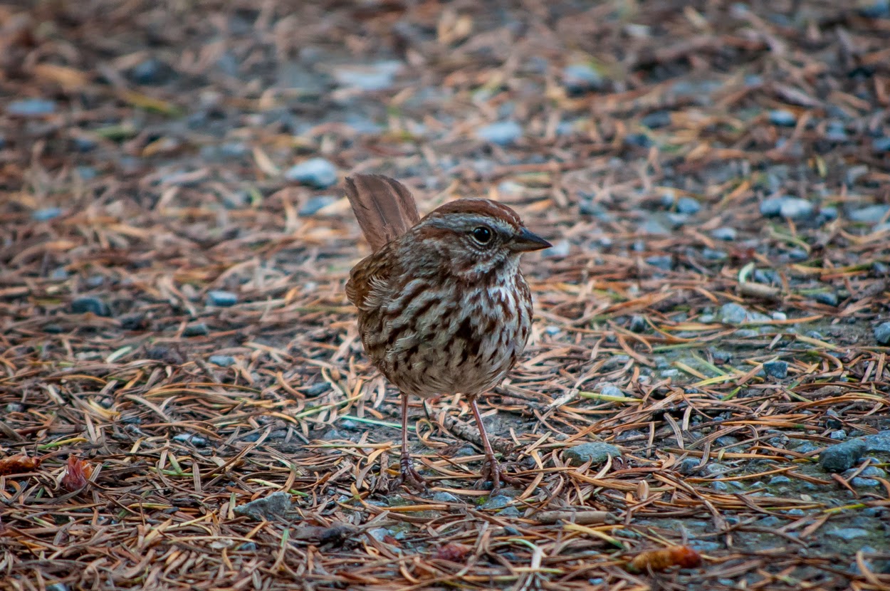 terryography: A Most Humble Bird.
