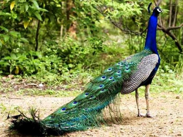 MORACHI CHINCHOLI - Amazing Maharashtra