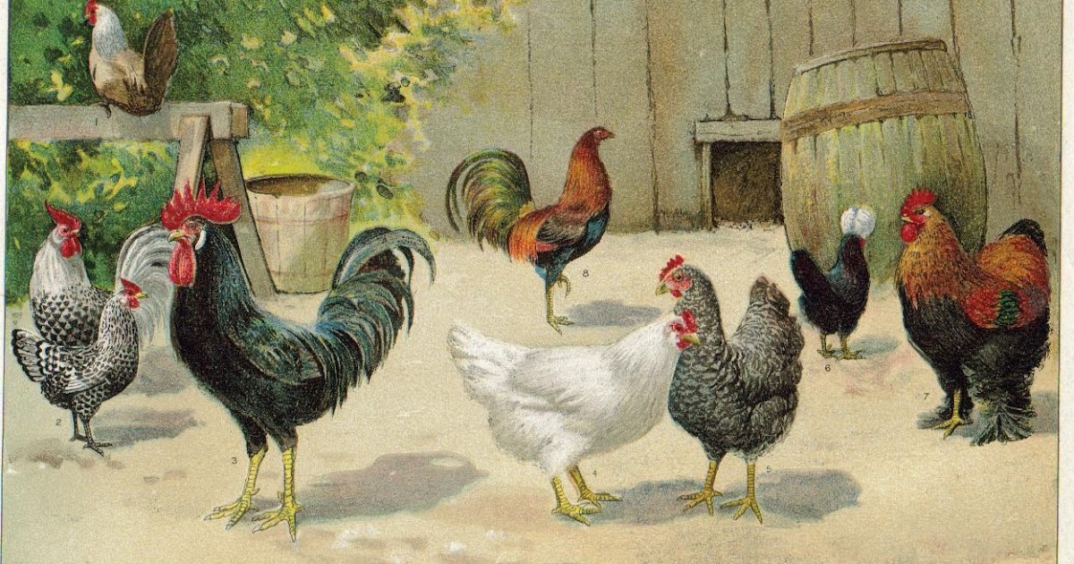 The History Hag: Our Feathered Friends: Chicken Breeds 1800-1900