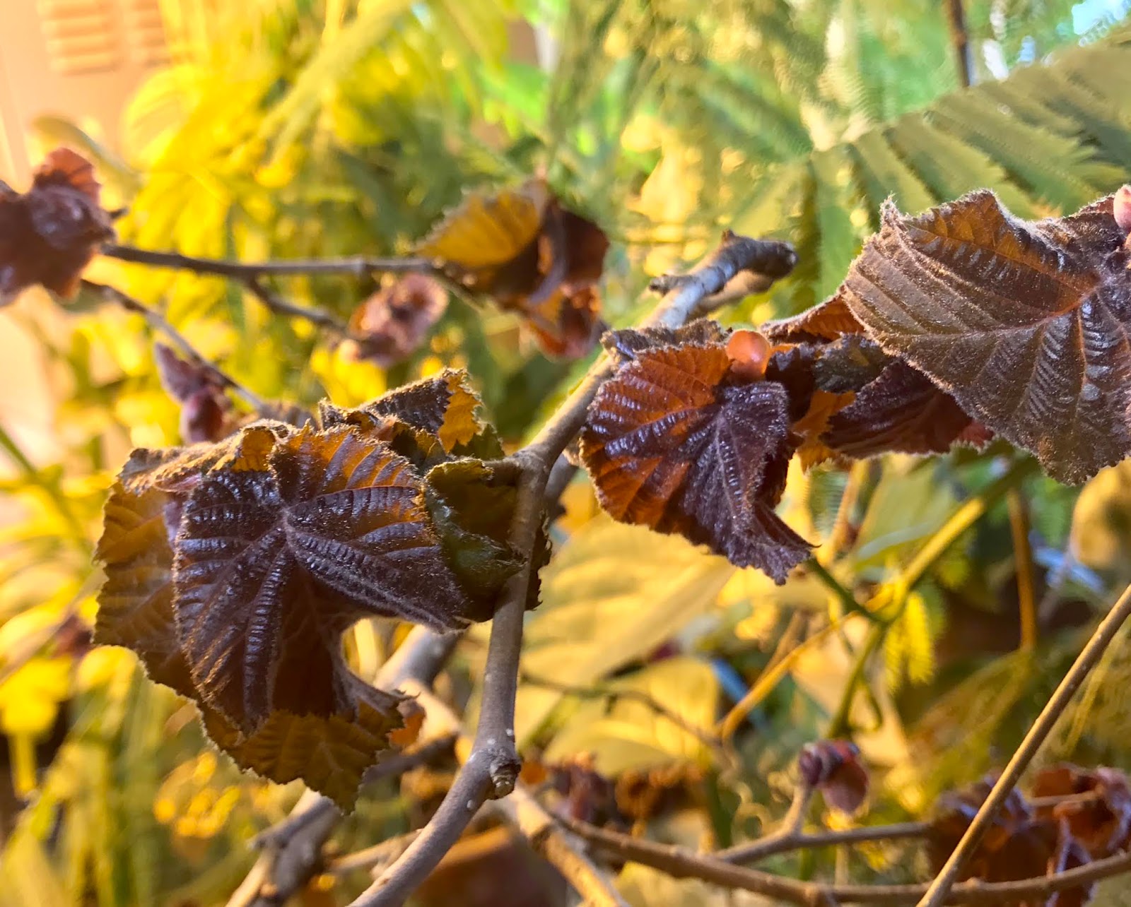 Riverbend Hazelnuts: Propagating hazelnuts 2020