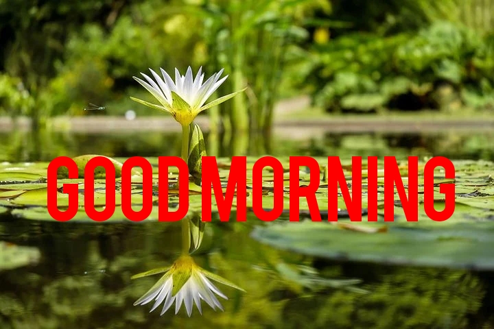 Top 10 Good Morning Images greeting Pictures,Photos for Whatsapp - Good ...