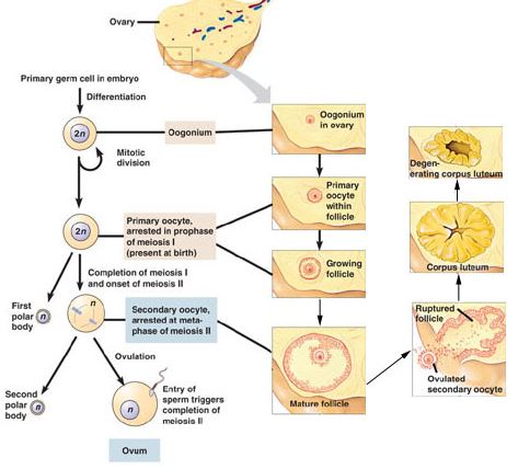 Human Reproduction {12th Biology}