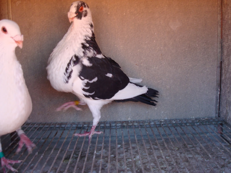 JOSE ANTONIO: EL TRATAMIENTO EFICAZ DE LA ORNITOSIS