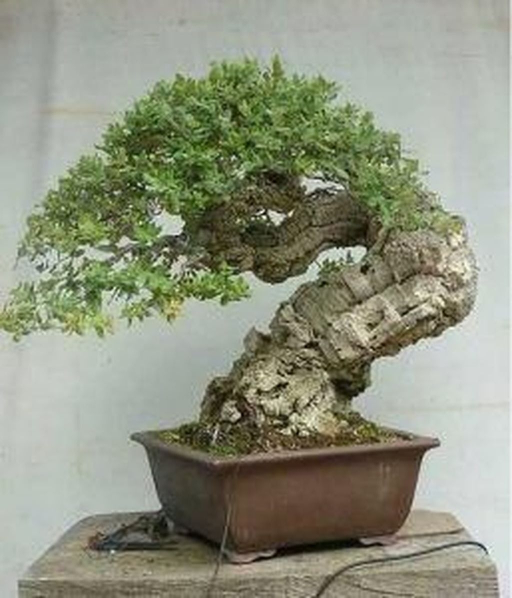 45+ Unique Bonsai Trees Gardening Ideas For Backyard | ARA HOME