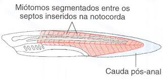 Reino Metazoa - Filo Chordata - Introdução e Protocordados