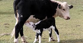 COMO CUIDAR LA CRIA DE UNA VACA