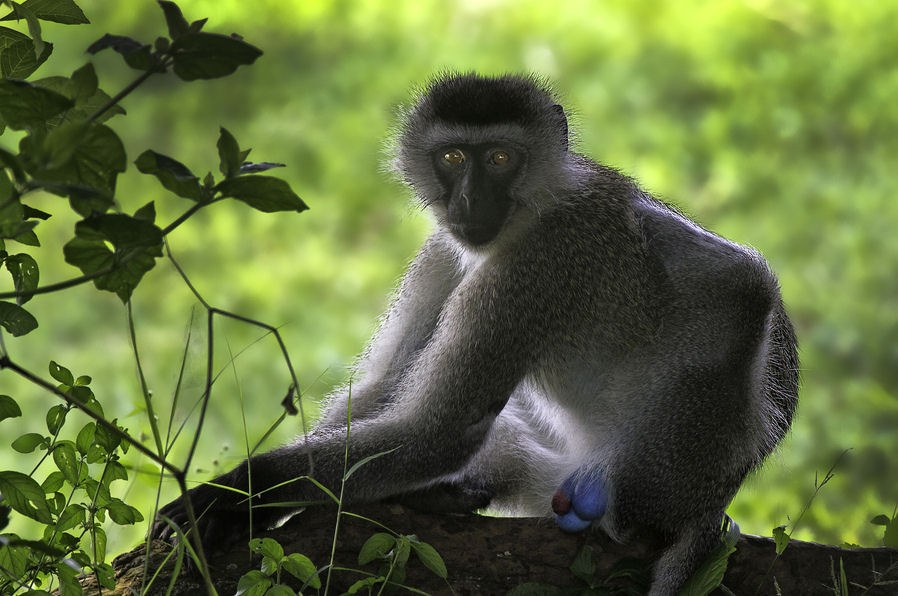 14 fotografías de changos bien monos - Lindos simios | 14 fotografías ...