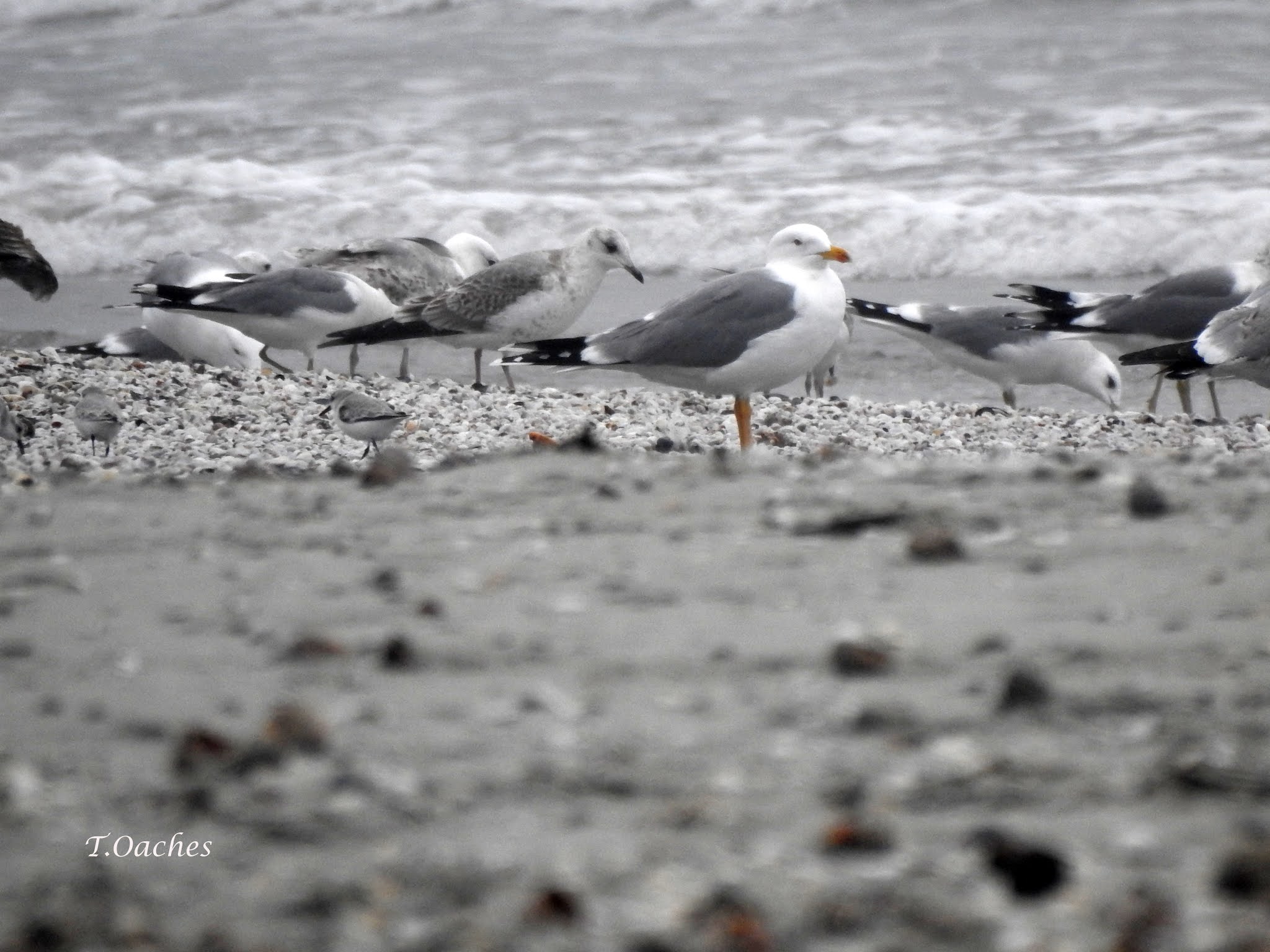 PASARI DIN ROMANIA: PESCARUS CU PICIOARE GALBENE, Larus michahellis