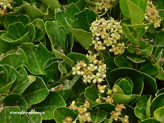 arbustosensevilla-encinarosa: Bonetero / Euonymus / Evónino Europaeus ...