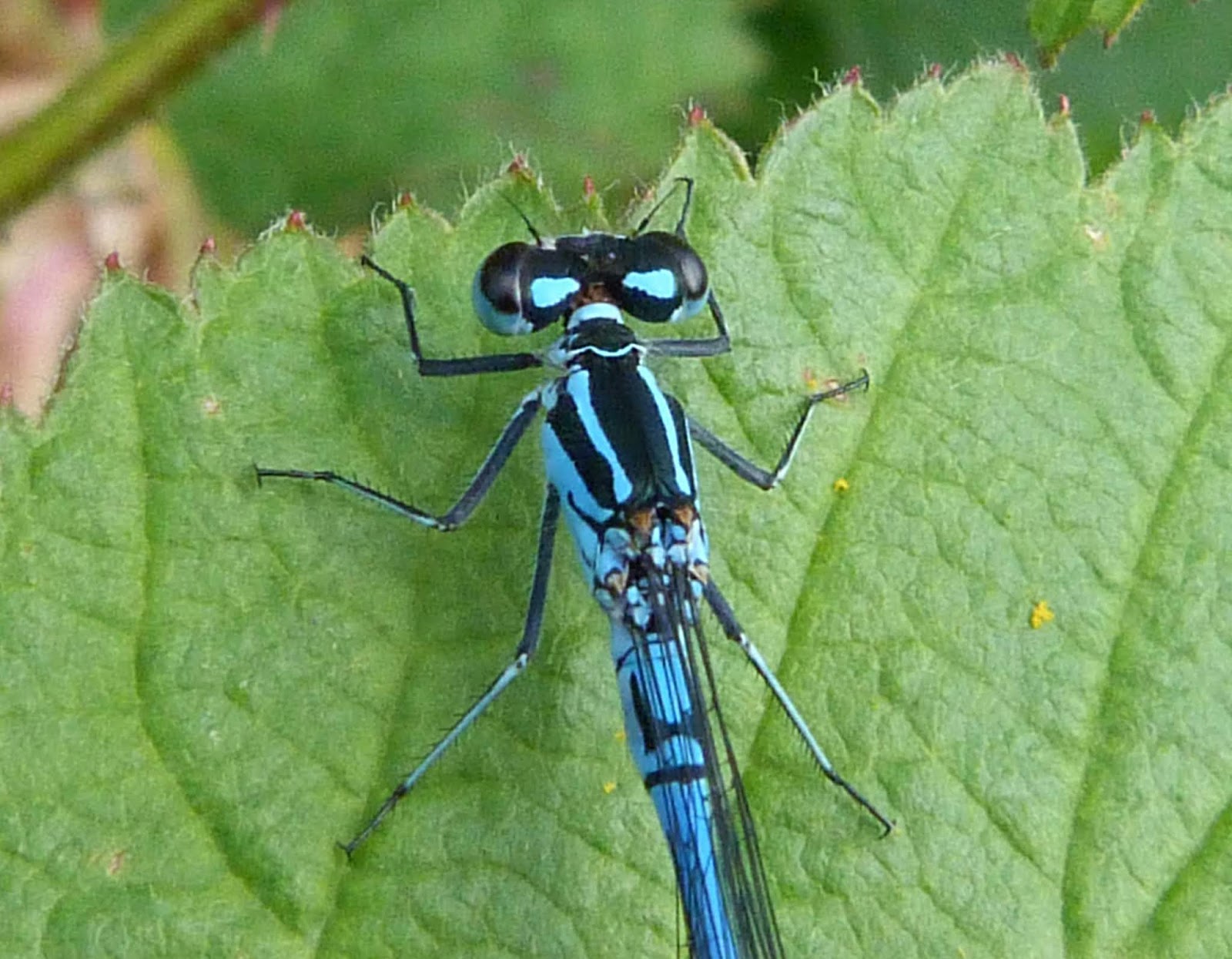 Insects of Scotland: Dragonflies/Damselflies