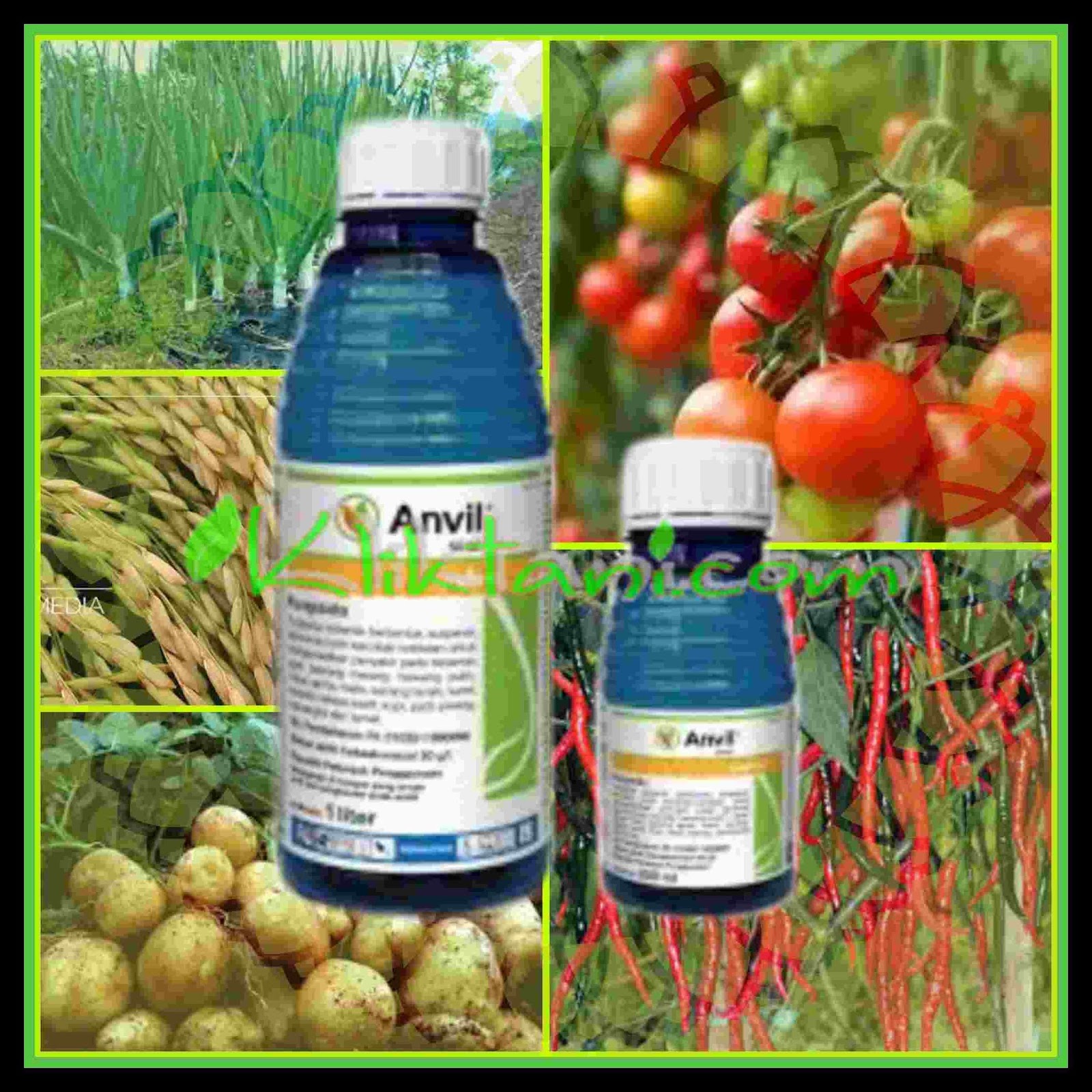 Fungisida Anvil 50 SC, Fungisida bagus untuk tanaman - kliktani.com