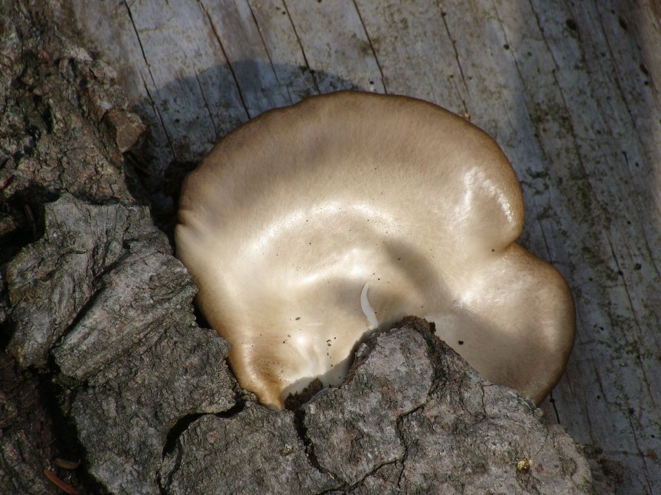 Mushrooms from Romania: Pleurotus ostreatus
