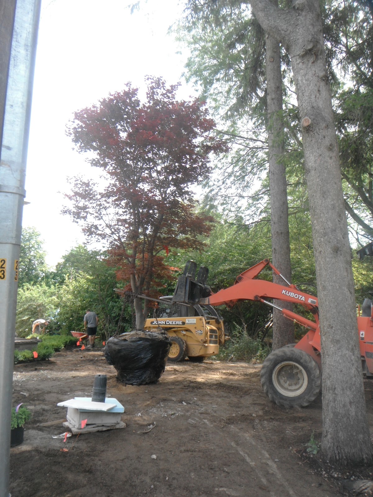 Large Tree Installations | Large Trees – Tight Spaces