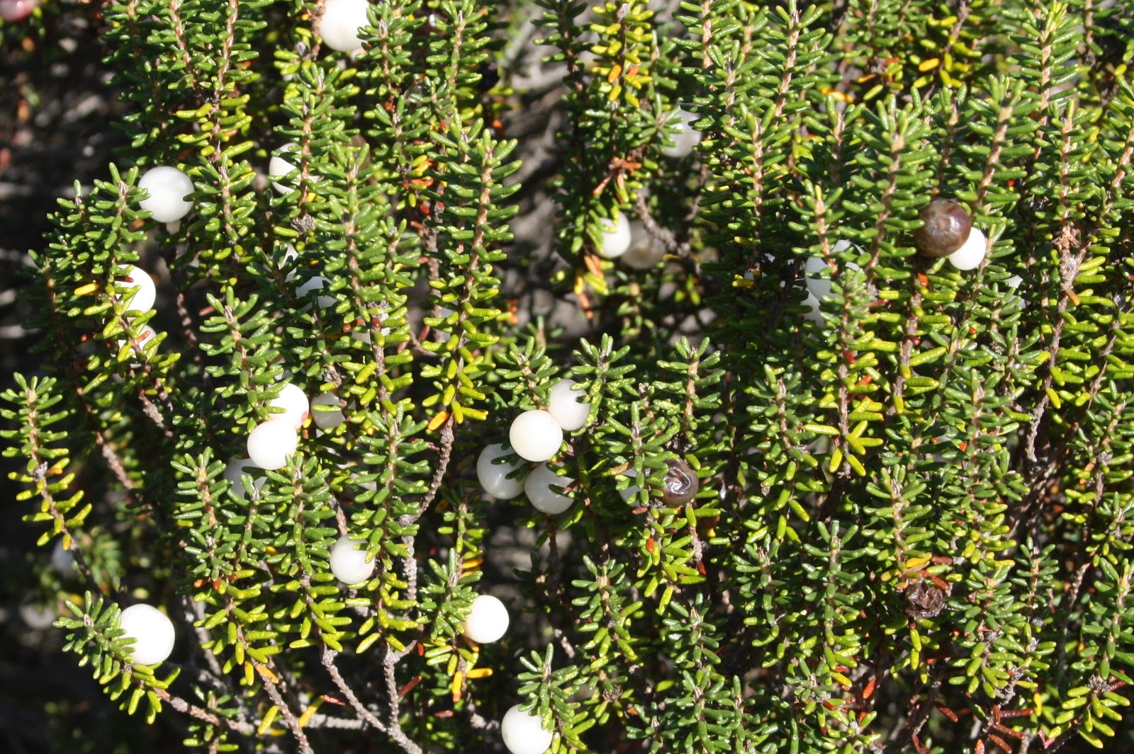 Plantas: Beleza e Diversidade: Camarinha (Corema album)